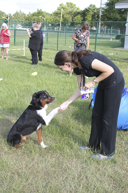 USAR: Large Animal Rescue Training Course - My Pet's Animal Hospital ...